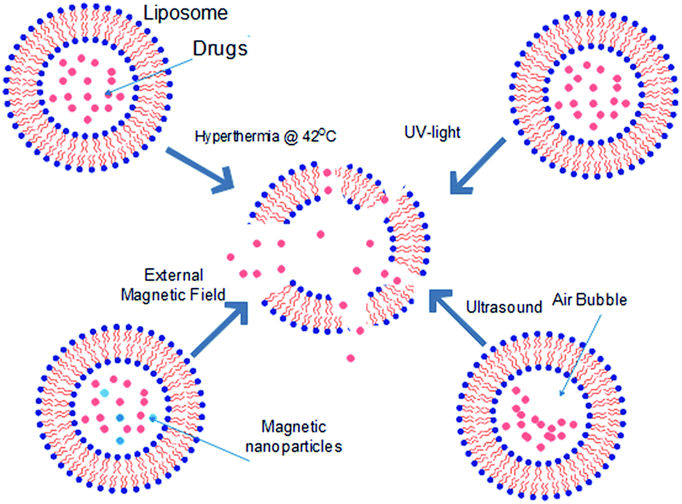 Small molecule therapeutic-loaded liposomes as therapeutic carriers ...