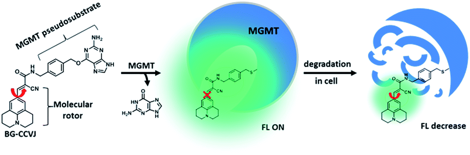 Protein sensing in living cells by molecular rotor-based fluorescence ...