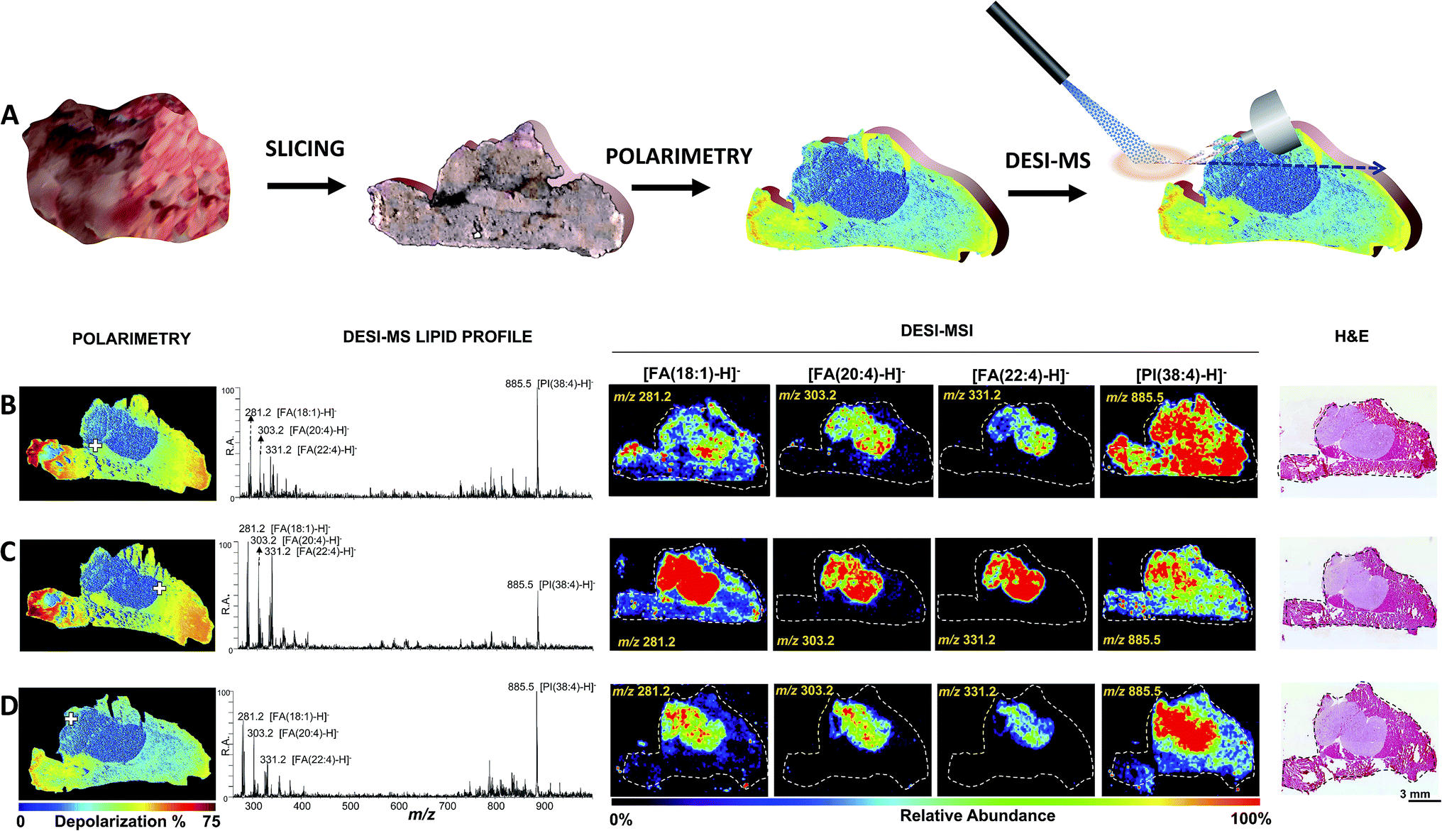 Wide-field tissue polarimetry allows efficient localized mass spectrometry imaging of biological ...