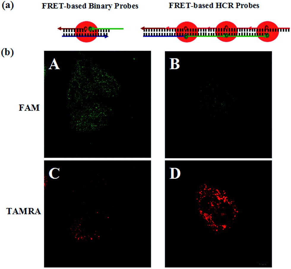 Fluorescence resonance energy transfer-based hybridization chain ...