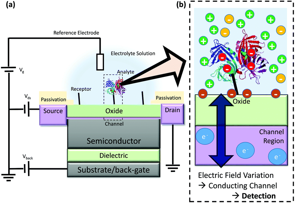 Field-effect sensors – from pH sensing to biosensing: sensitivity ...