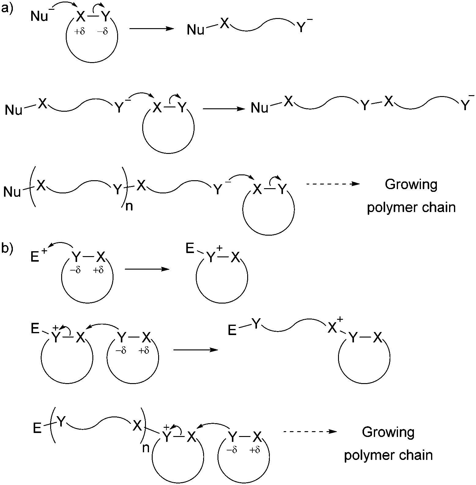 Polymers from sugars: cyclic monomer synthesis, ring-opening ...