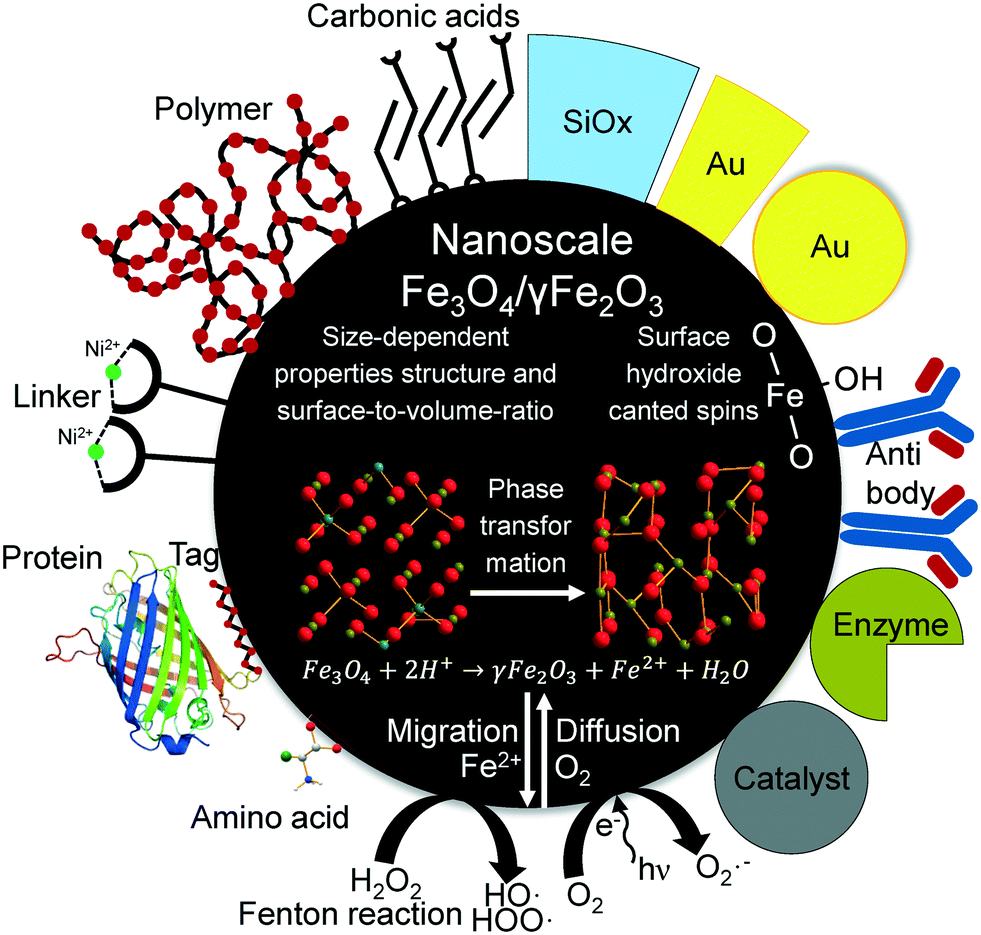 Oxidation of magnetite nanoparticles: impact on surface and crystal ...