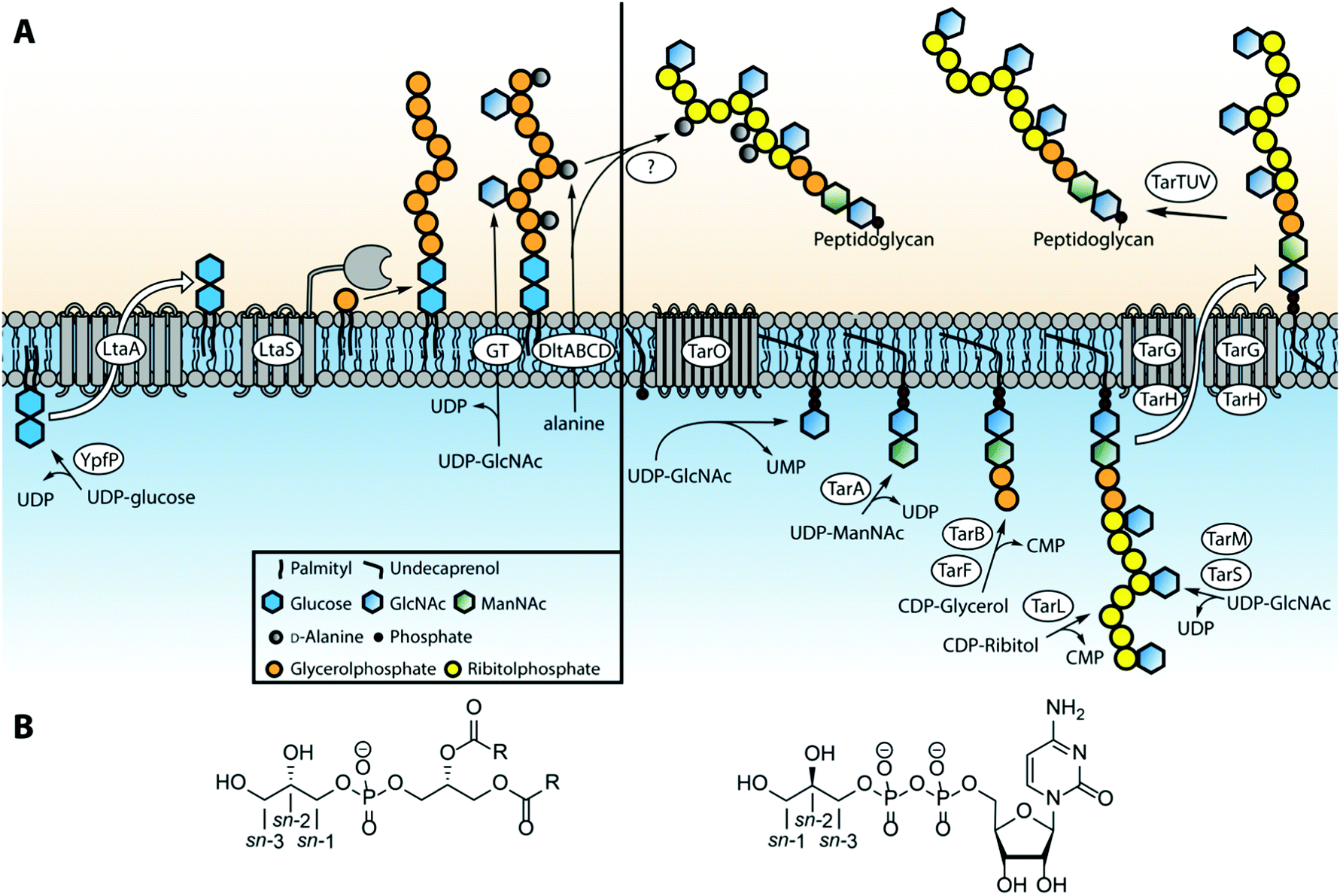 Teichoic acids: synthesis and applications - Chemical Society Reviews (RSC Publishing) DOI:10. ...