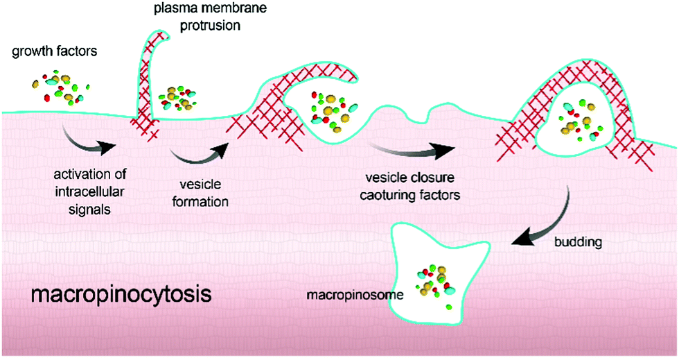 Cellular uptake of nanoparticles: journey inside the cell - Chemical ...