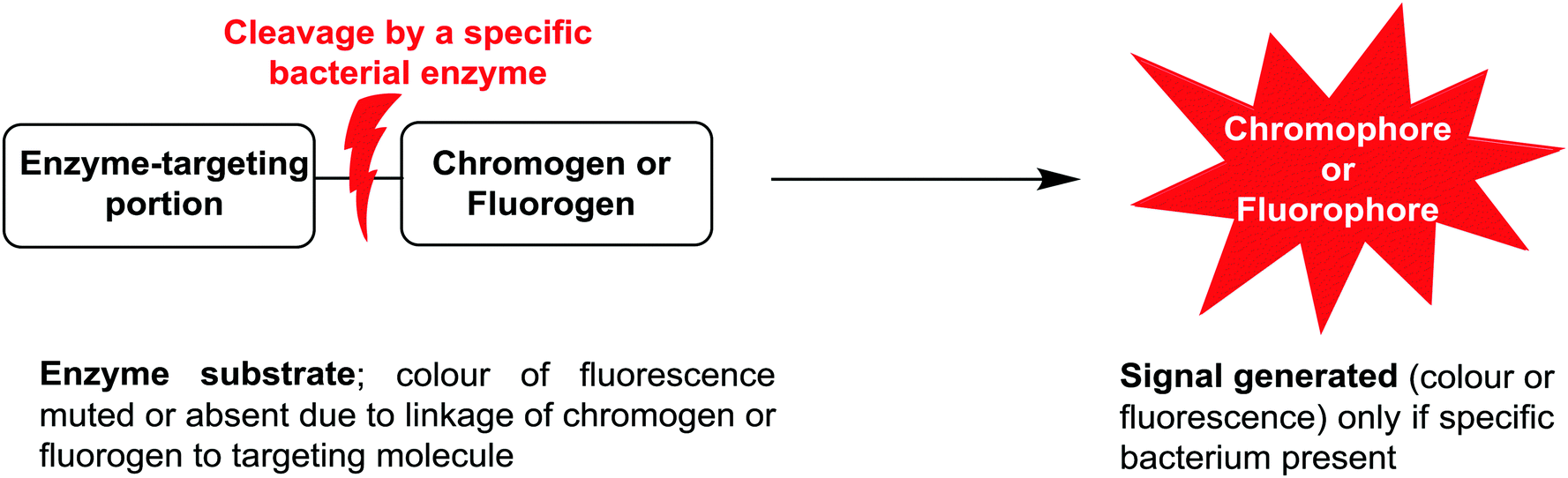 Methods for the detection and identification of pathogenic bacteria ...