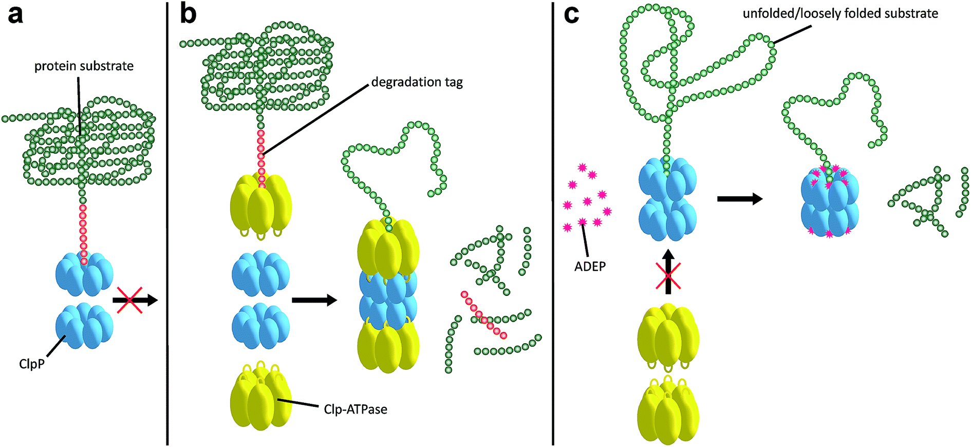 Conformational control of the bacterial Clp protease by natural product ...
