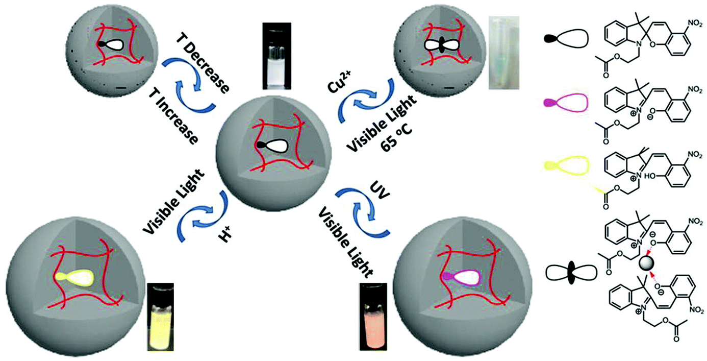 Stimuli-responsive polymers and their applications - Polymer Chemistry (RSC Publishing) DOI:10. ...
