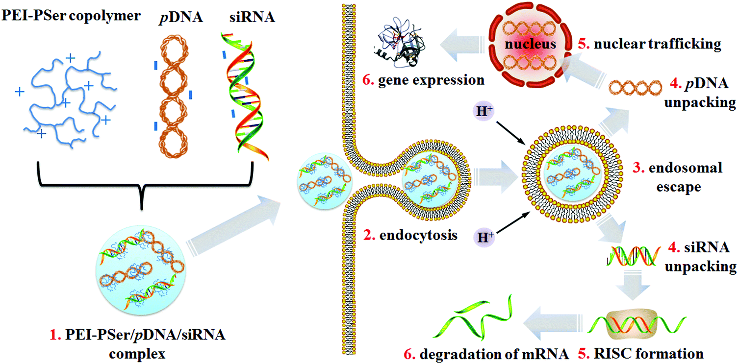 Combination therapy of pDNA and siRNA by versatile carriers composed of ...