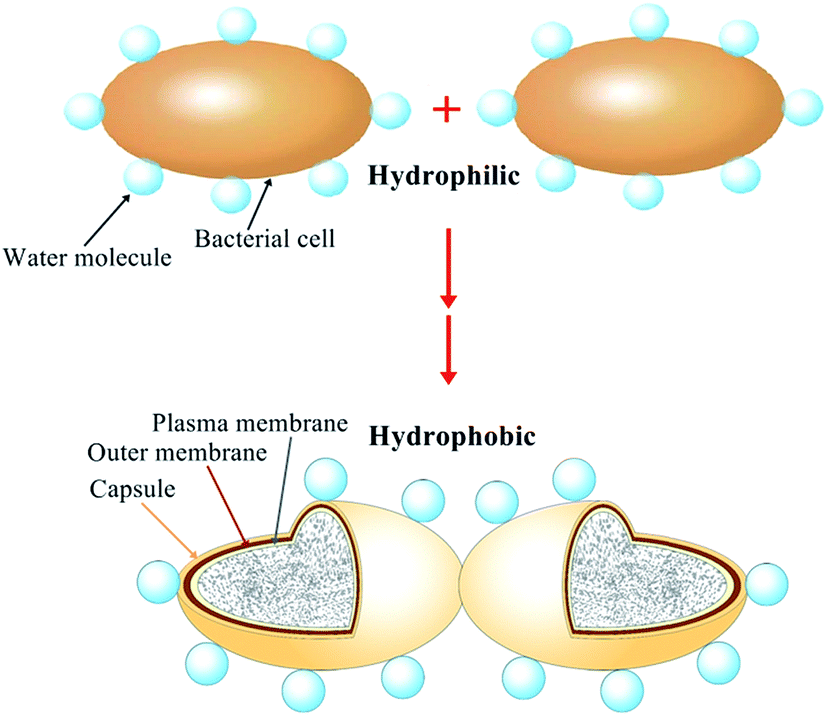 Effect of surface physicochemical properties on the flocculation ...