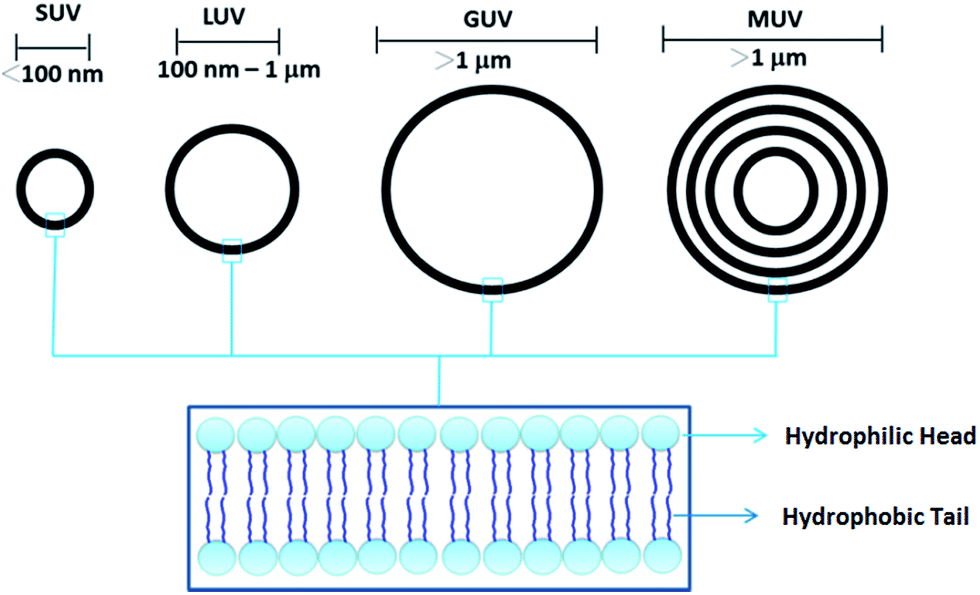 Vesicles: self-assembly beyond biological lipids - RSC Advances (RSC ...