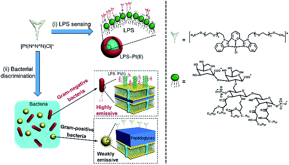 Luminescent detection of the lipopolysaccharide endotoxin and rapid ...