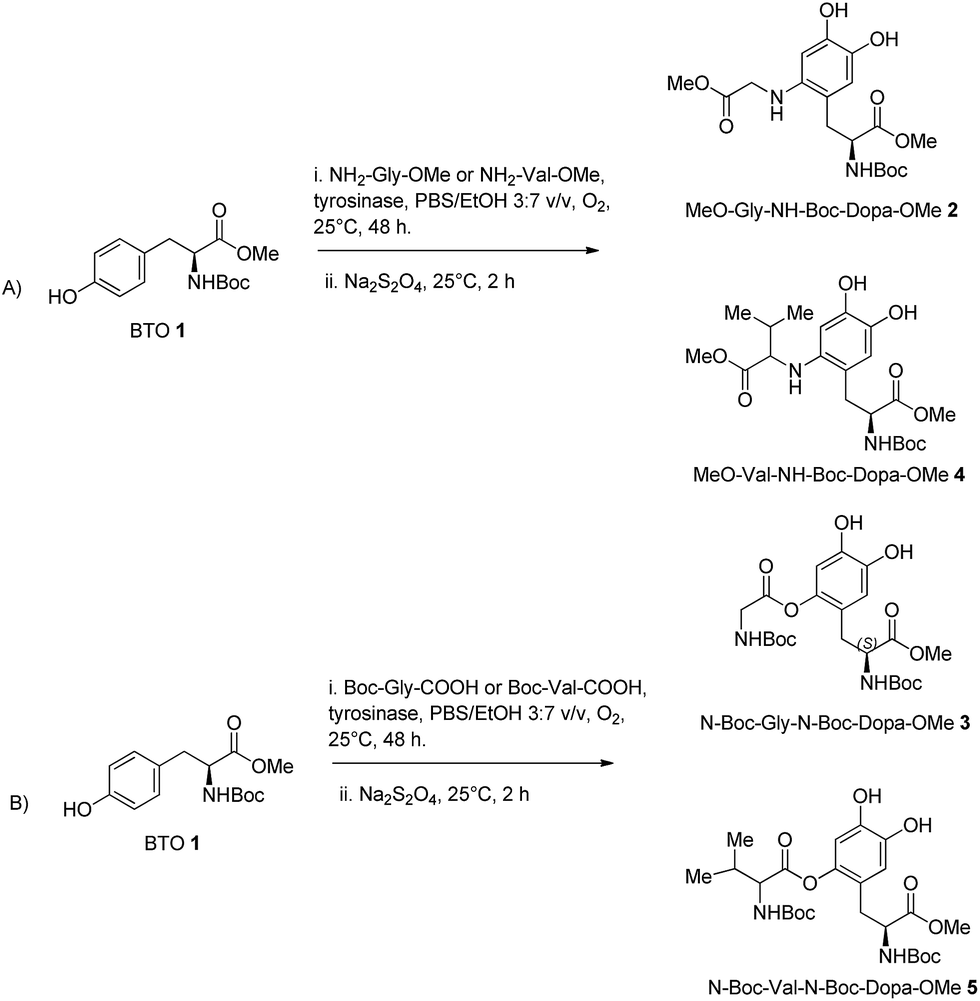 Tyrosinase mediated oxidative functionalization in the synthesis of ...