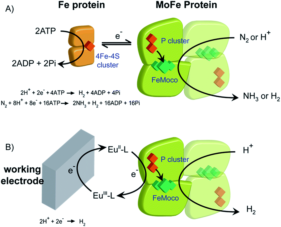 Infrared spectroscopy of the nitrogenase MoFe protein under ...
