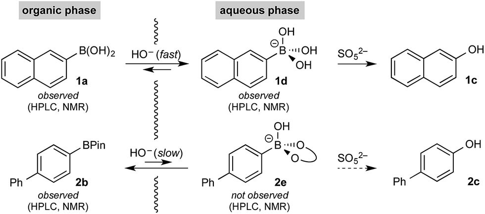 Chemoselective oxidation of aryl organoboron systems enabled by boronic ...