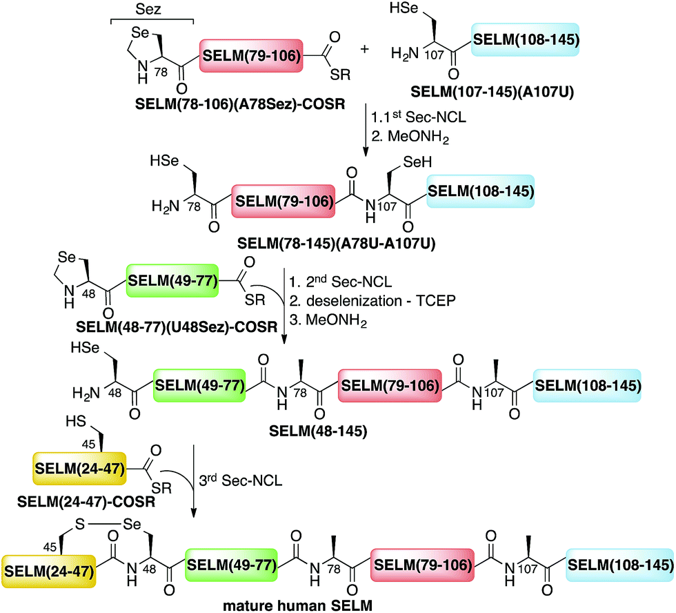 Accessing human selenoproteins through chemical protein synthesis ...