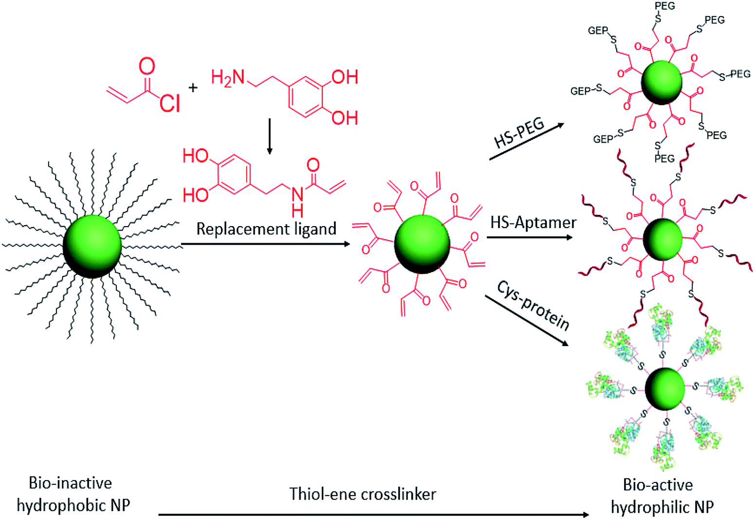 Thiol–ene click chemistry: a biocompatible way for orthogonal ...