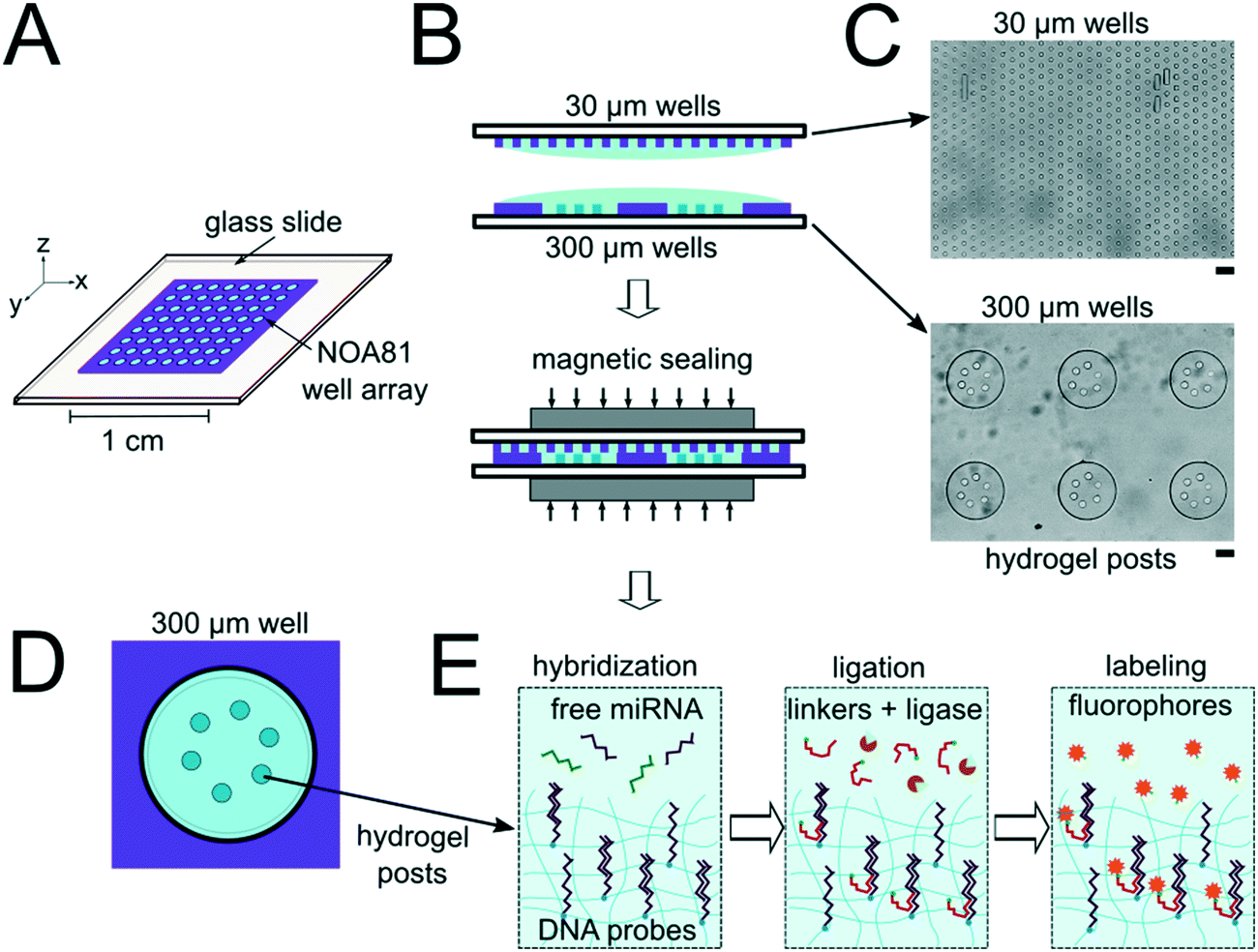 Quantitative and multiplex microRNA assays from unprocessed cells in ...