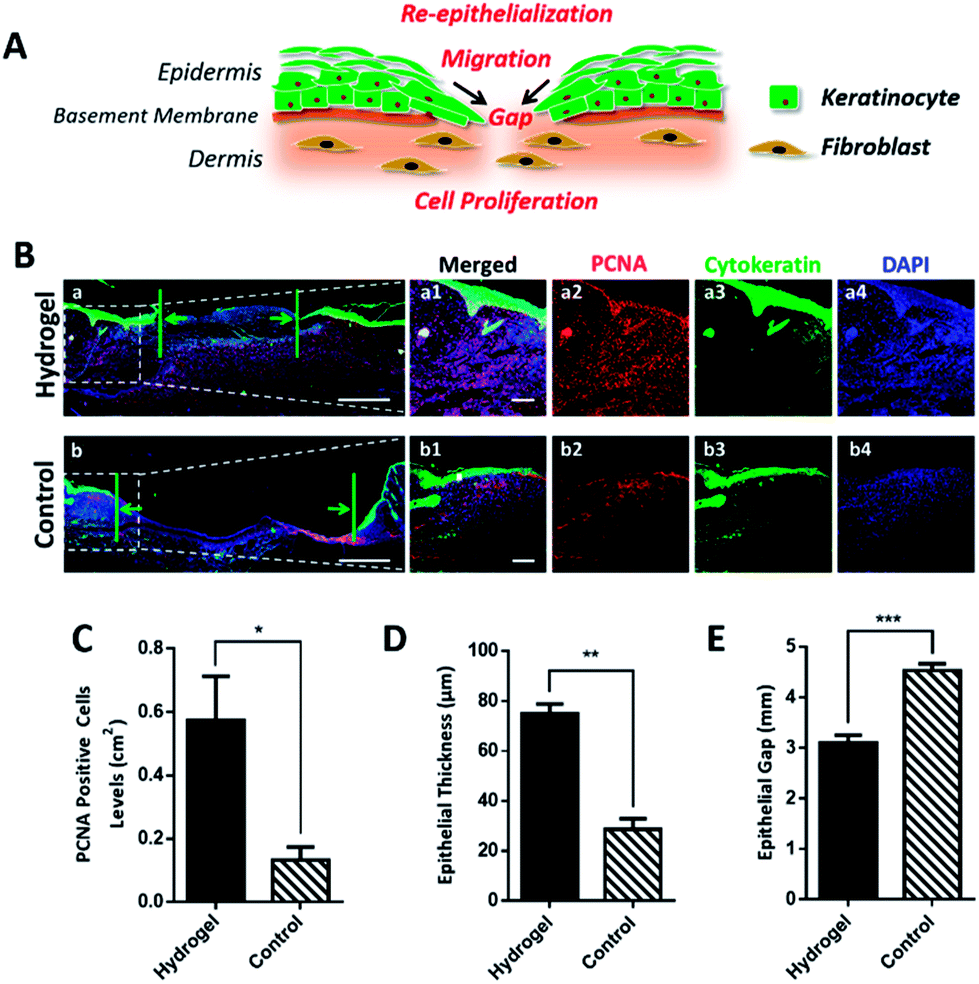 epithelial,alveo,done(第6页)_大山谷图库