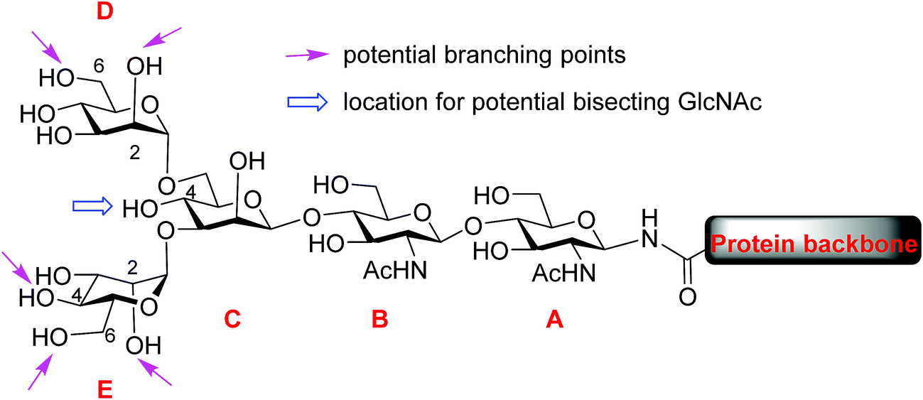 Chemoenzymatic synthesis of glycopeptides bearing rare N-glycan ...