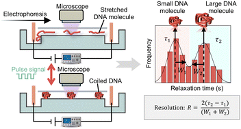 Size analysis of large DNA molecules by relaxation time measurement ...