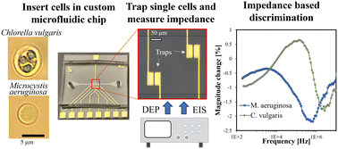 Harnessing intrinsic biophysical cellular properties for identification of algae and ...