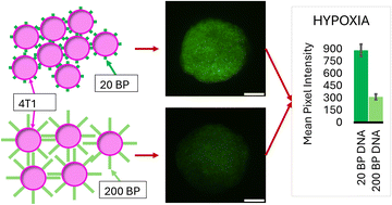 Controlling cellular packing and hypoxia in 3D tumor spheroids via DNA ...